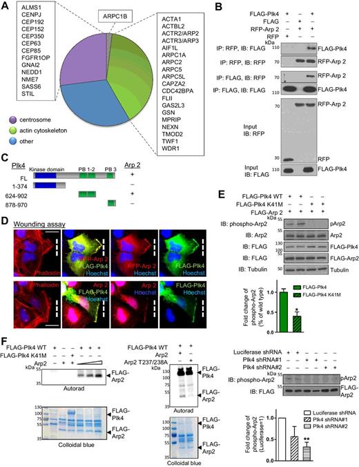 Plk4 Promotes Cancer Invasion and Metastasis through Arp2/3 Complex ...