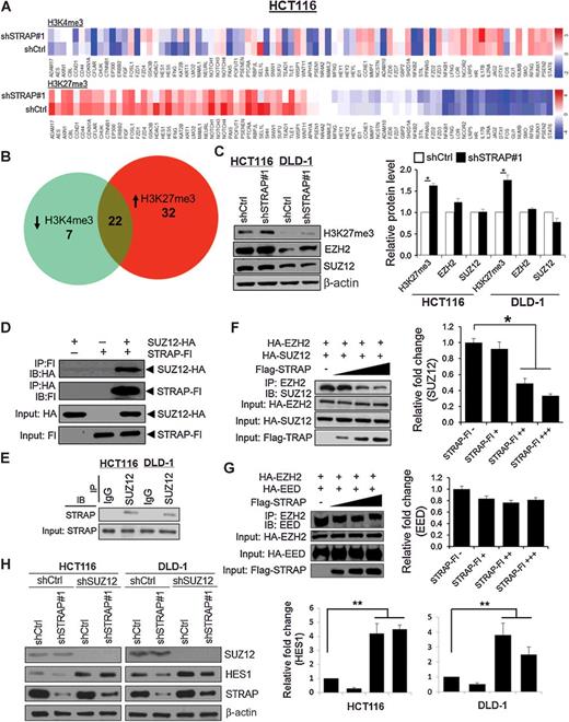STRAP Promotes Stemness of Human Colorectal Cancer via Epigenetic ...