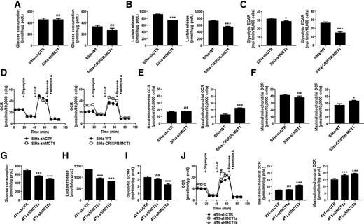Monocarboxylate Transporter MCT1 Promotes Tumor Metastasis ...