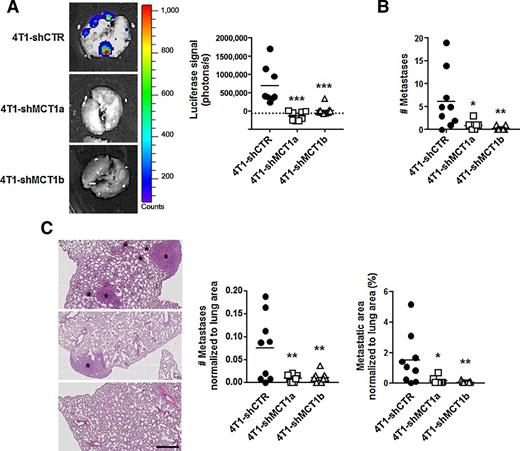 Monocarboxylate Transporter MCT1 Promotes Tumor Metastasis ...