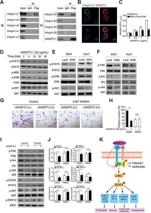 ANGPTL1 Interacts with Integrin α1β1 to Suppress HCC Angiogenesis and ...