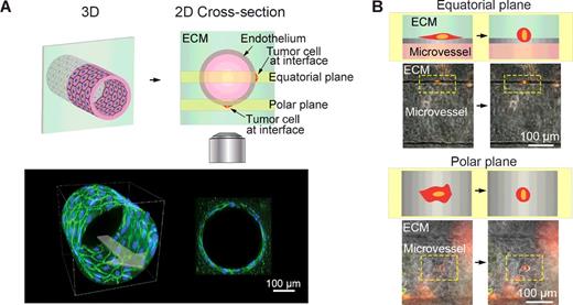 Mitosis-Mediated Intravasation in a Tissue-Engineered Tumor–Microvessel ...