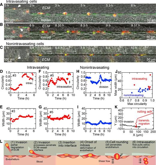 Mitosis-Mediated Intravasation in a Tissue-Engineered Tumor–Microvessel ...