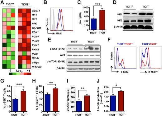 CD155T/TIGIT Signaling Regulates CD8+ T-cell Metabolism and Promotes ...