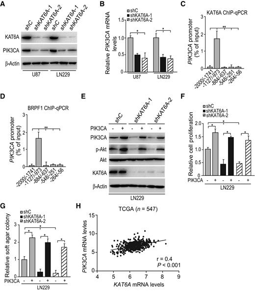 Histone Acetyltransferase KAT6A Upregulates PI3K/AKT Signaling through ...