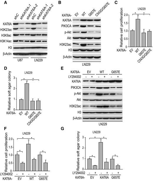Histone Acetyltransferase KAT6A Upregulates PI3K/AKT Signaling through ...