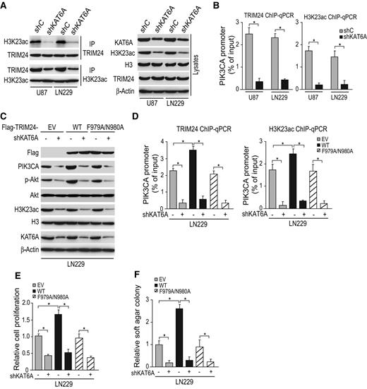 Histone Acetyltransferase KAT6A Upregulates PI3K/AKT Signaling through ...