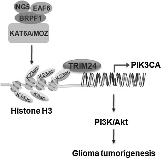 Histone Acetyltransferase KAT6A Upregulates PI3K/AKT Signaling through ...