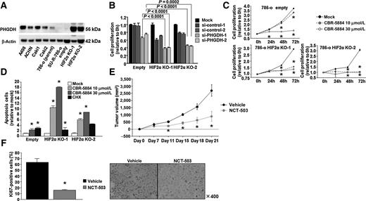 PHGDH as a Key Enzyme for Serine Biosynthesis in HIF2α-Targeting ...