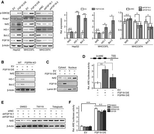 FGF19 Protects Hepatocellular Carcinoma Cells against Endoplasmic ...