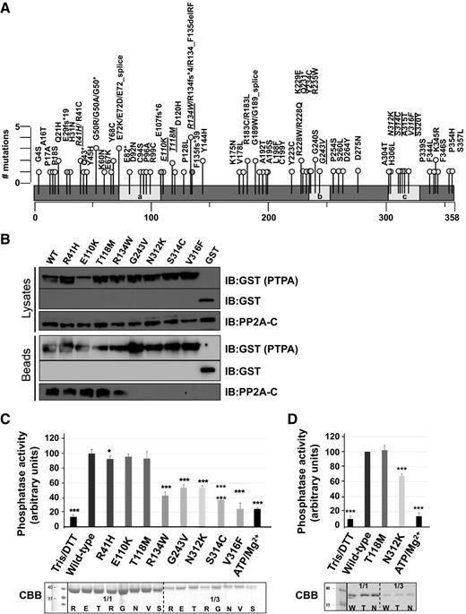 PP2A Inactivation Mediated by PPP2R4 Haploinsufficiency Promotes Cancer ...