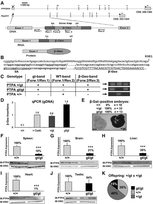 PP2A Inactivation Mediated by PPP2R4 Haploinsufficiency Promotes Cancer ...