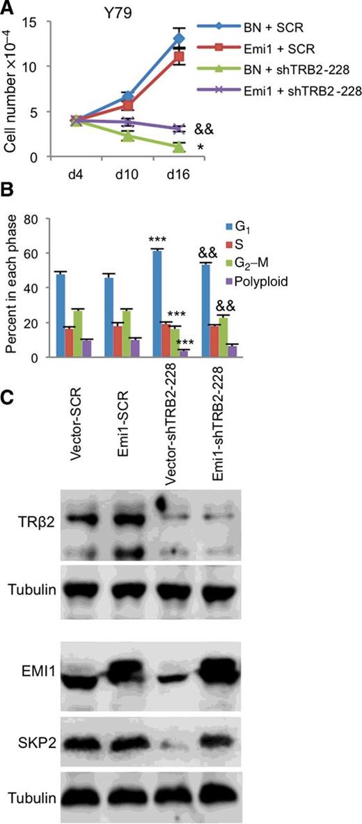 SKP2 Activation by Thyroid Hormone Receptor β2 Bypasses Rb-Dependent ...