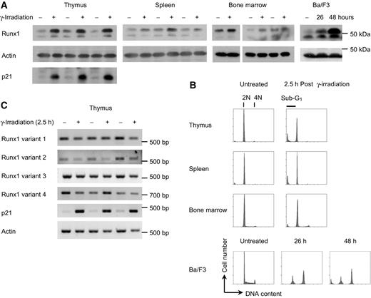 Runx1 Upregulation By Cytotoxic Drugs Promotes Apoptosis Cancer Research American