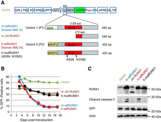 RUNX1 Upregulation by Cytotoxic Drugs Promotes Apoptosis | Cancer ...