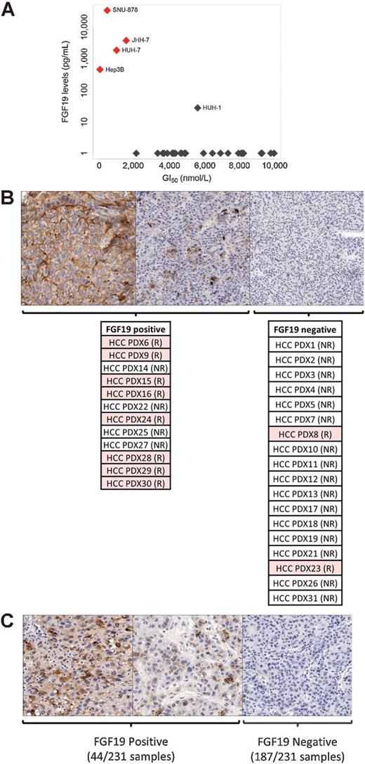 H3B-6527 Is a Potent and Selective Inhibitor of FGFR4 in FGF19-Driven ...