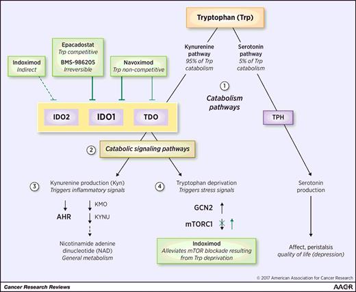Discovery of IDO1 Inhibitors: From Bench to Bedside | Cancer Research ...