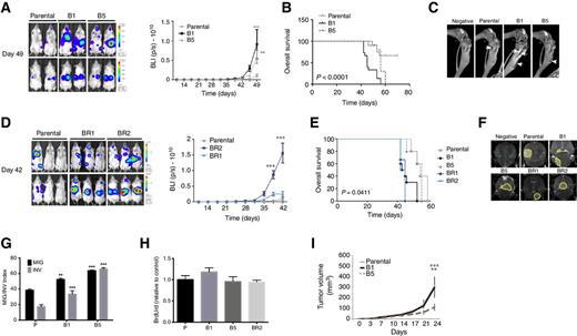 A Metastatic Mouse Model Identifies Genes That Regulate Neuroblastoma ...