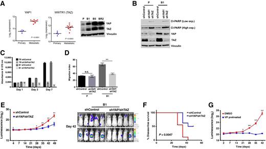 A Metastatic Mouse Model Identifies Genes That Regulate Neuroblastoma ...