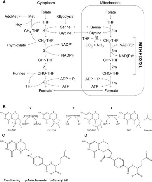 Crystal Structure of the Emerging Cancer Target MTHFD2 in Complex with ...