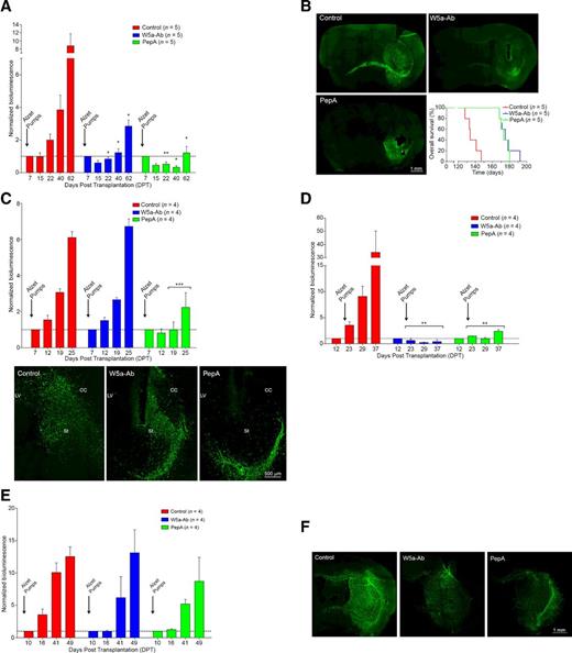 Wnt5a Drives an Invasive Phenotype in Human Glioblastoma Stem-like ...