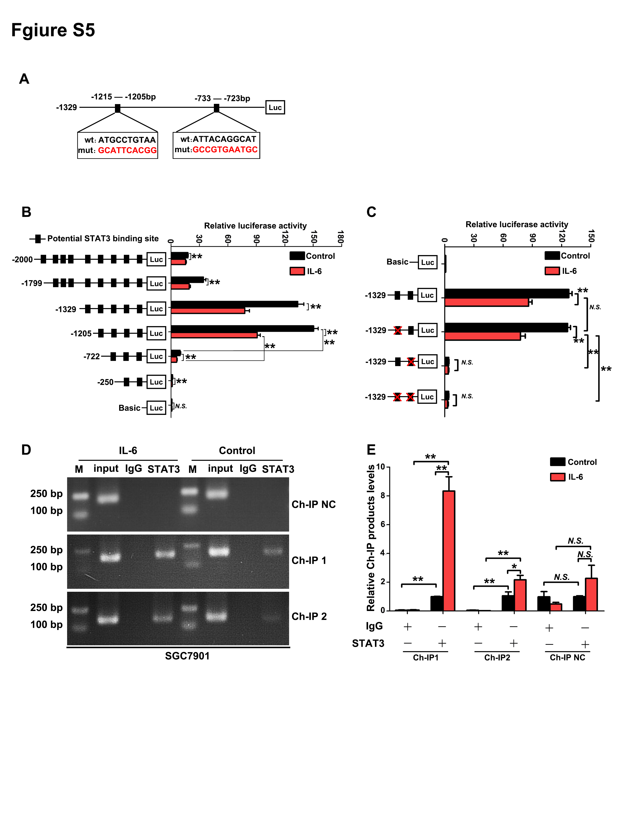 Gastric Cancer Cell Proliferation and Survival Is Enabled by a ...
