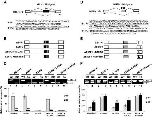 SRSF2 Regulates Alternative Splicing to Drive Hepatocellular Carcinoma ...