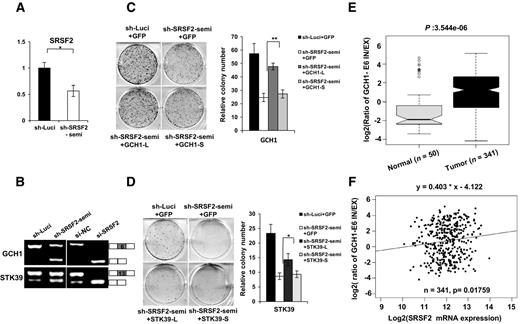 SRSF2 Regulates Alternative Splicing to Drive Hepatocellular Carcinoma ...