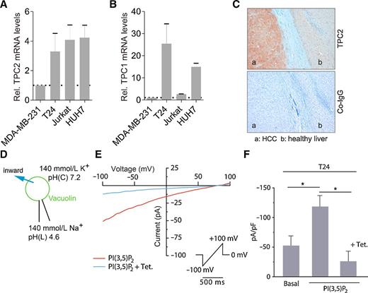 Two-Pore Channel Function Is Crucial for the Migration of Invasive ...