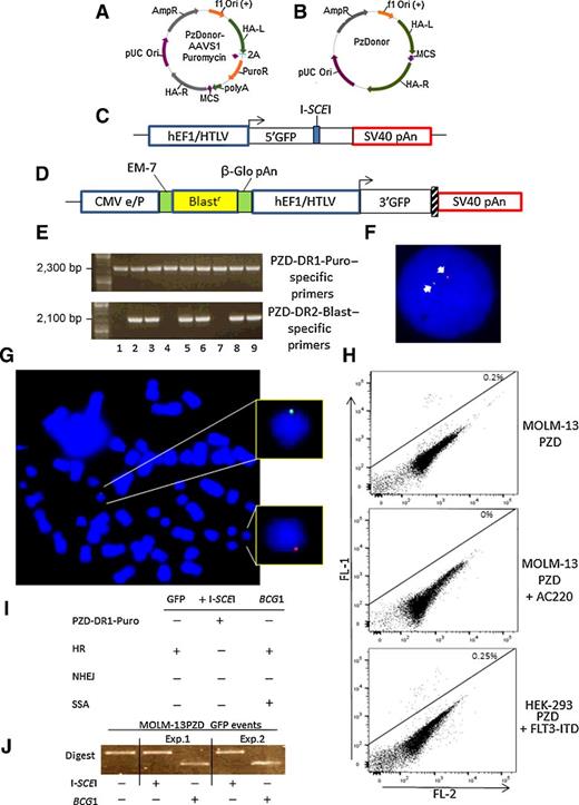 FLT3 and JAK2 Mutations in Acute Myeloid Leukemia Promote ...