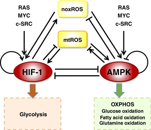 Modeling the Genetic Regulation of Cancer Metabolism: Interplay between ...