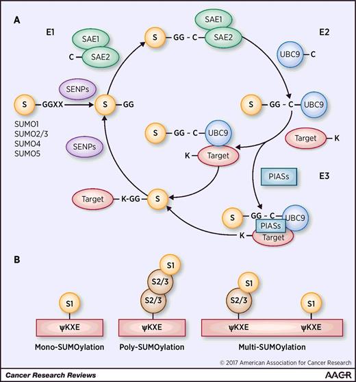 The Role of PIAS SUMO E3-Ligases in Cancer | Cancer Research | American ...