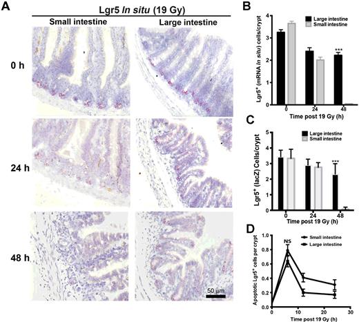 Distinct Levels of Radioresistance in Lgr5+ Colonic Epithelial Stem ...