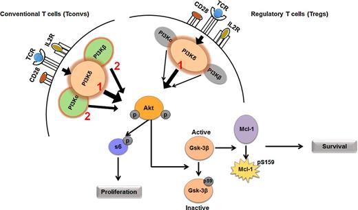 Differential PI3Kδ Signaling in CD4+ T-cell Subsets Enables Selective ...