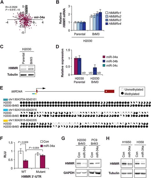 Extracellular Matrix Receptor Expression in Subtypes of Lung ...