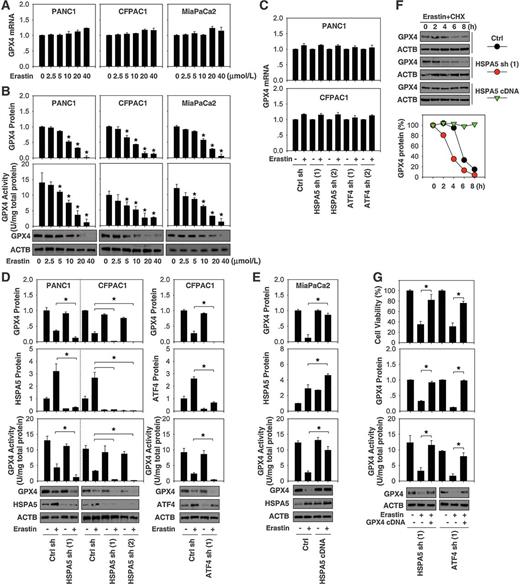 HSPA5 Regulates Ferroptotic Cell Death in Cancer Cells | Cancer ...