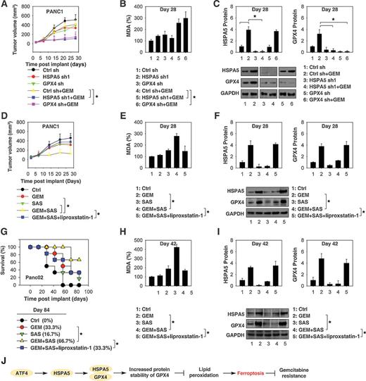 HSPA5 Regulates Ferroptotic Cell Death in Cancer Cells | Cancer ...