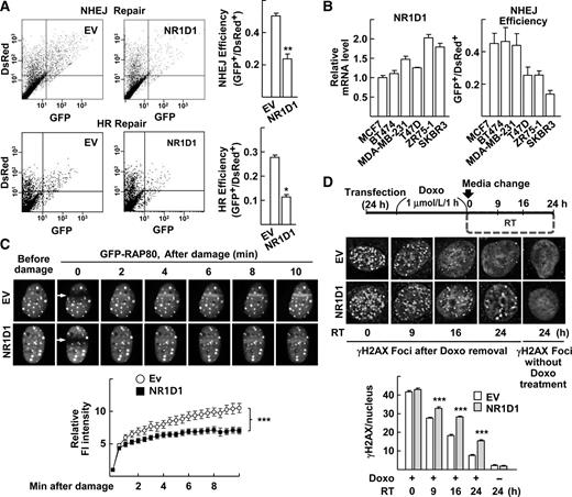 NR1D1 Recruitment to Sites of DNA Damage Inhibits Repair and Is ...