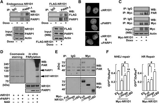 NR1D1 Recruitment to Sites of DNA Damage Inhibits Repair and Is ...
