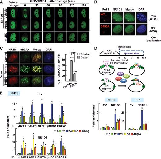 NR1D1 Recruitment to Sites of DNA Damage Inhibits Repair and Is ...