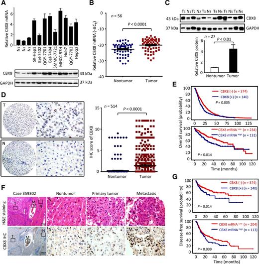 CBX8 Exhibits Oncogenic Activity via AKT/β-Catenin Activation in ...
