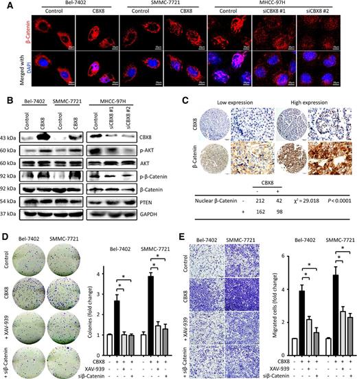 CBX8 Exhibits Oncogenic Activity via AKT/β-Catenin Activation in ...