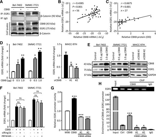 CBX8 Exhibits Oncogenic Activity via AKT/β-Catenin Activation in ...