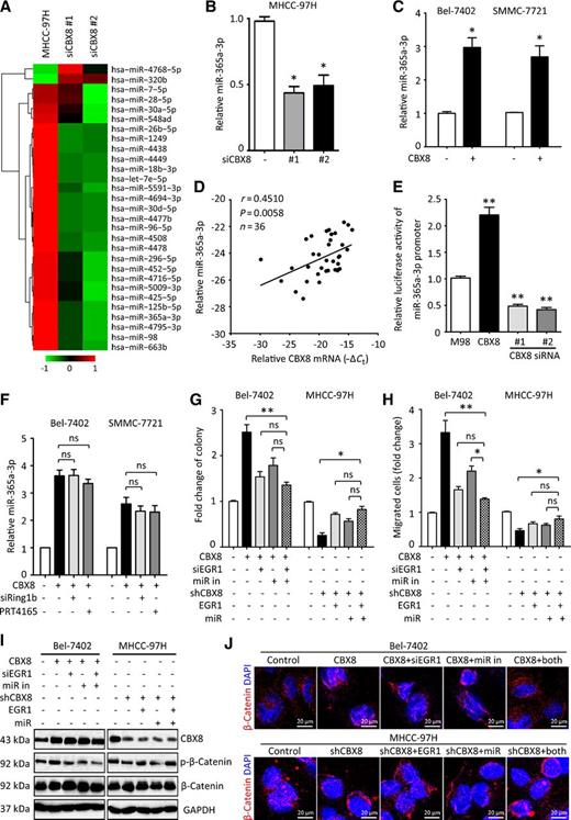 CBX8 Exhibits Oncogenic Activity via AKT/β-Catenin Activation in ...