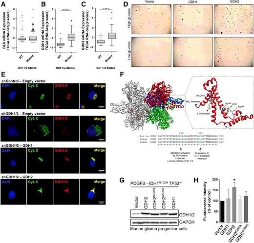Adaptive Evolution of the GDH2 Allosteric Domain Promotes Gliomagenesis ...