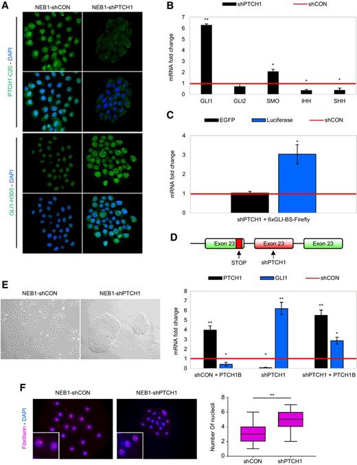 A Novel Mechanism for Activation of GLI1 by Nuclear SMO That Escapes ...