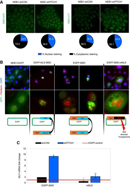 A Novel Mechanism for Activation of GLI1 by Nuclear SMO That Escapes ...