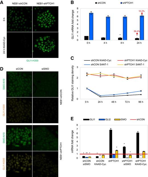 A Novel Mechanism for Activation of GLI1 by Nuclear SMO That Escapes ...