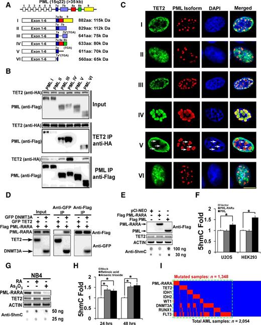 PML Recruits TET2 to Regulate DNA Modification and Cell Proliferation ...