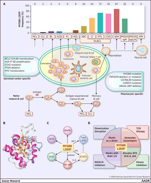 MYD88 L265P Mutation in Lymphoid Malignancies | Cancer Research ...
